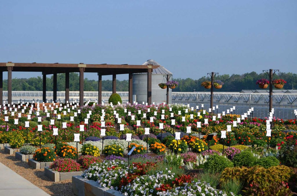 Trial Garden – Young's Plant Farm