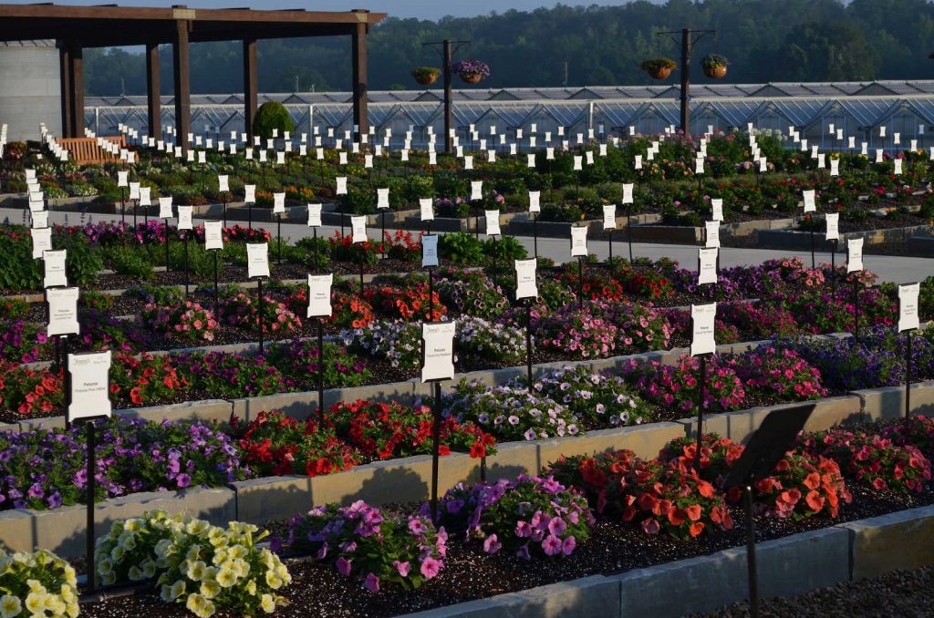 Trial Garden – Young's Plant Farm