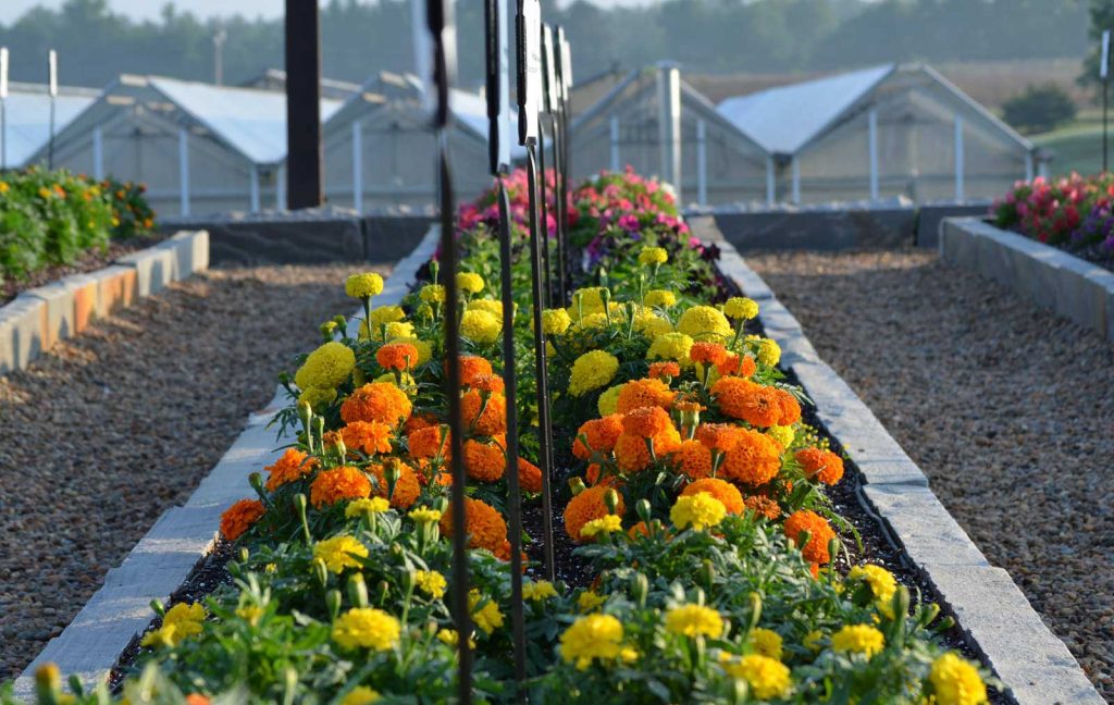 Trial Garden – Young's Plant Farm